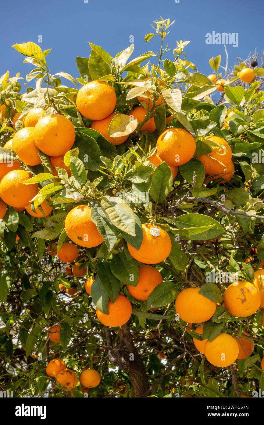 Portuguese Oranges Growing On A Tree In The Algarve Portugal February 6 ...