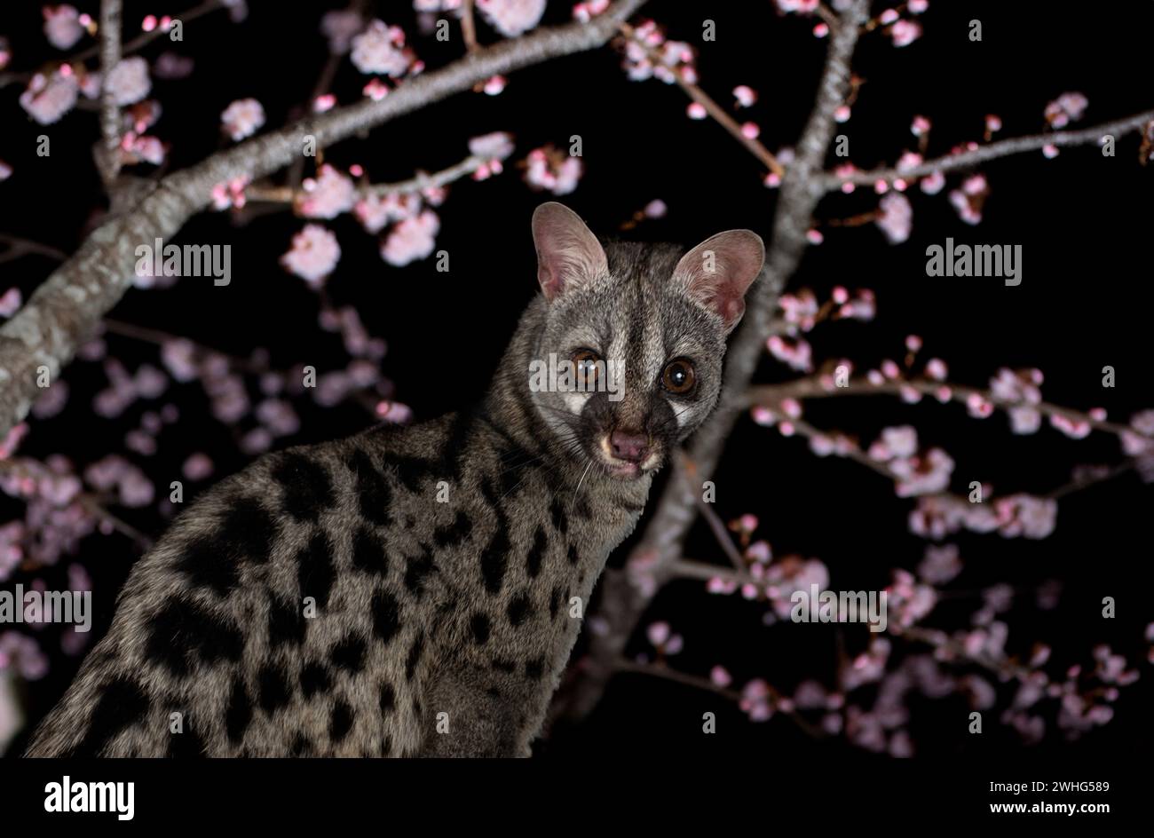Common genet in front of black background Stock Photo - Alamy