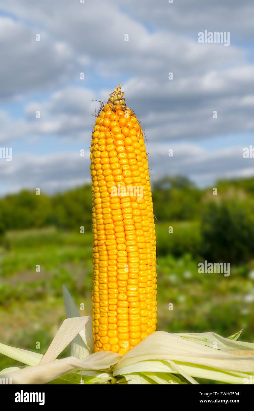 Fodder field vegetable corn hi-res stock photography and images - Alamy