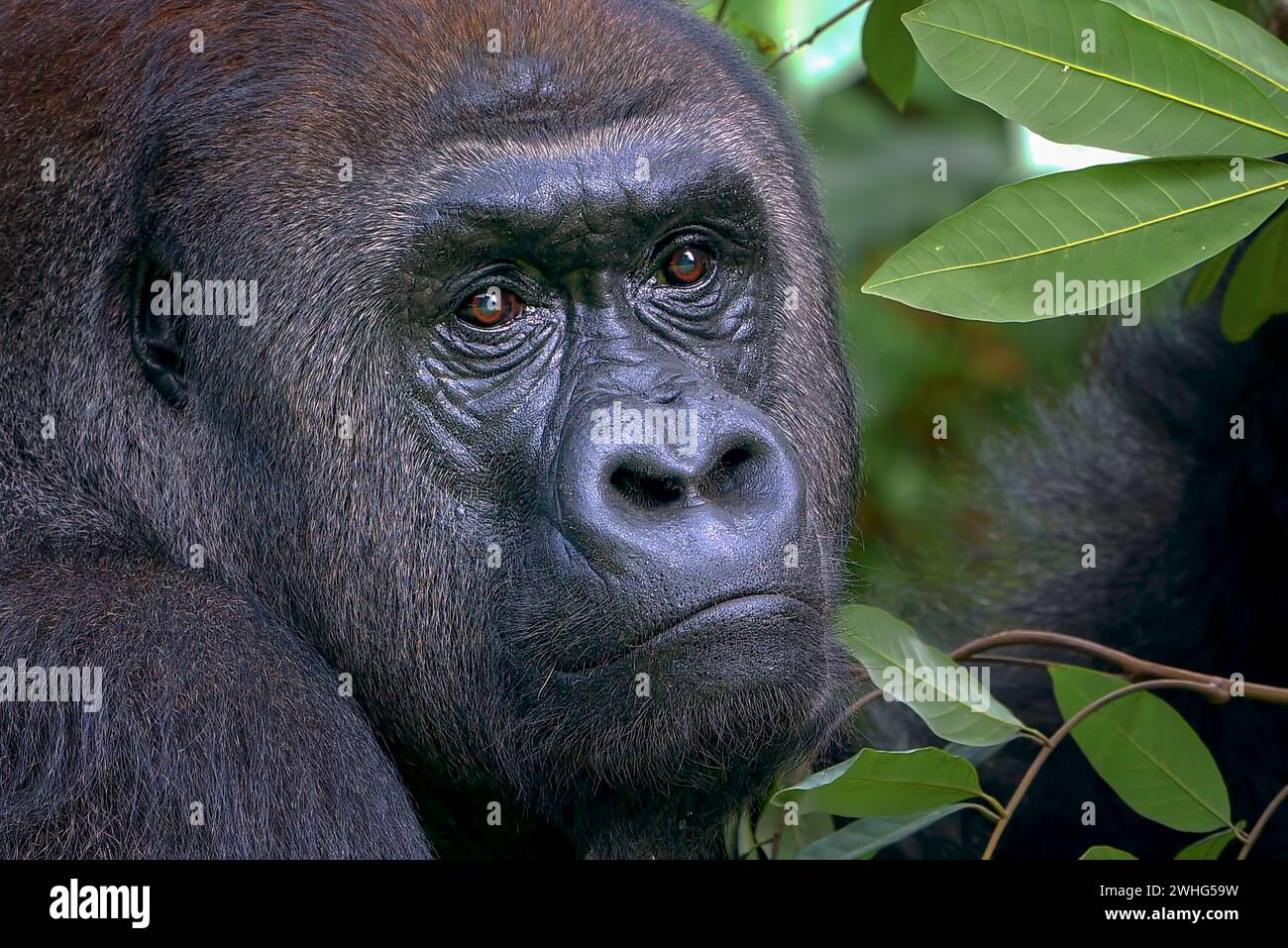 Lowland silverback gorilla close up face Stock Photo - Alamy