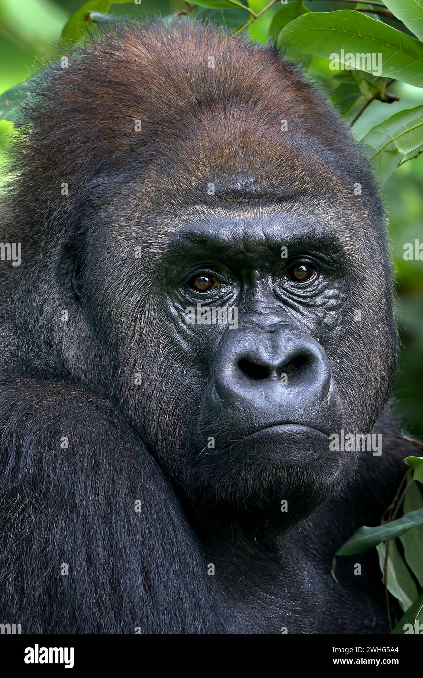 Lowland silverback gorilla close up face Stock Photo - Alamy