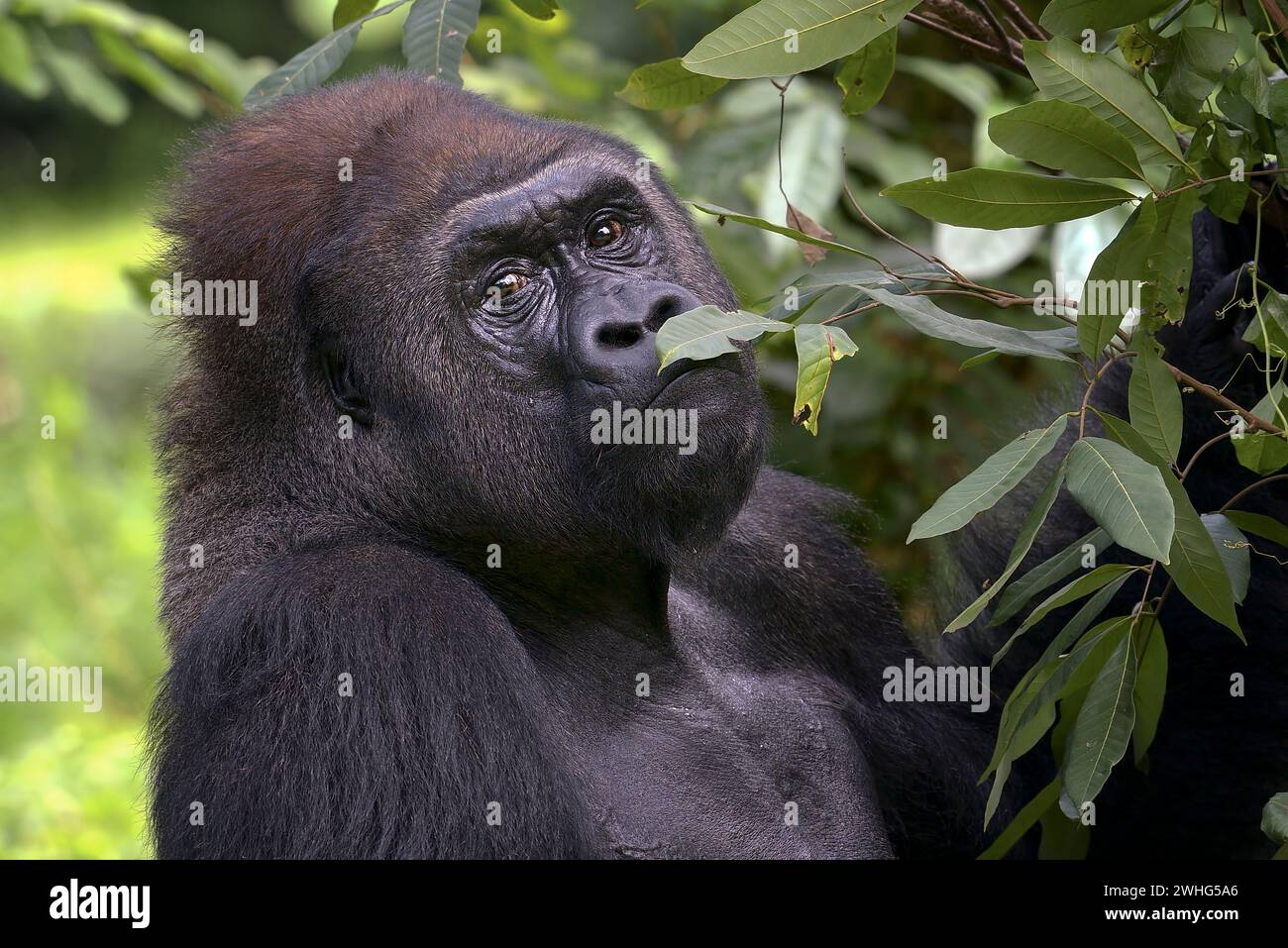 Lowland silverback gorilla close up face Stock Photo - Alamy