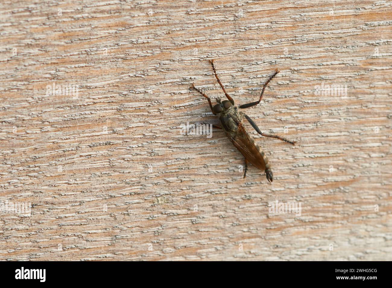 Obber fly hi-res stock photography and images - Alamy