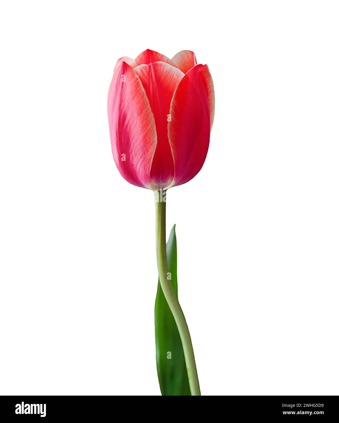 One red tulip on a white background Stock Photo - Alamy