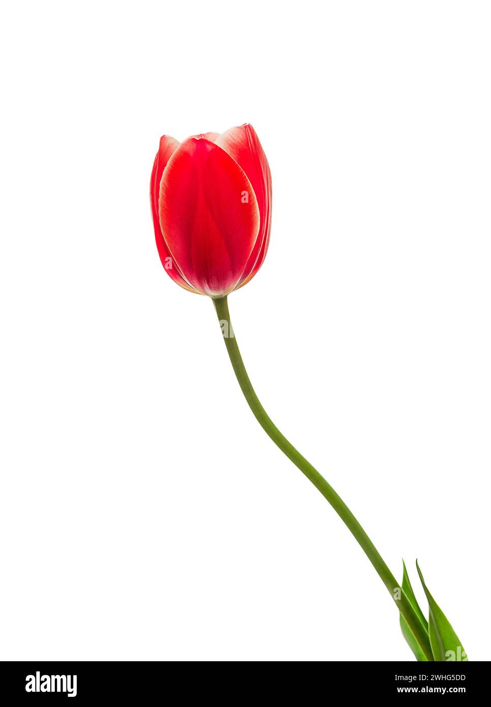 Springtime tulip flower Cut Out Stock Images & Pictures - Alamy