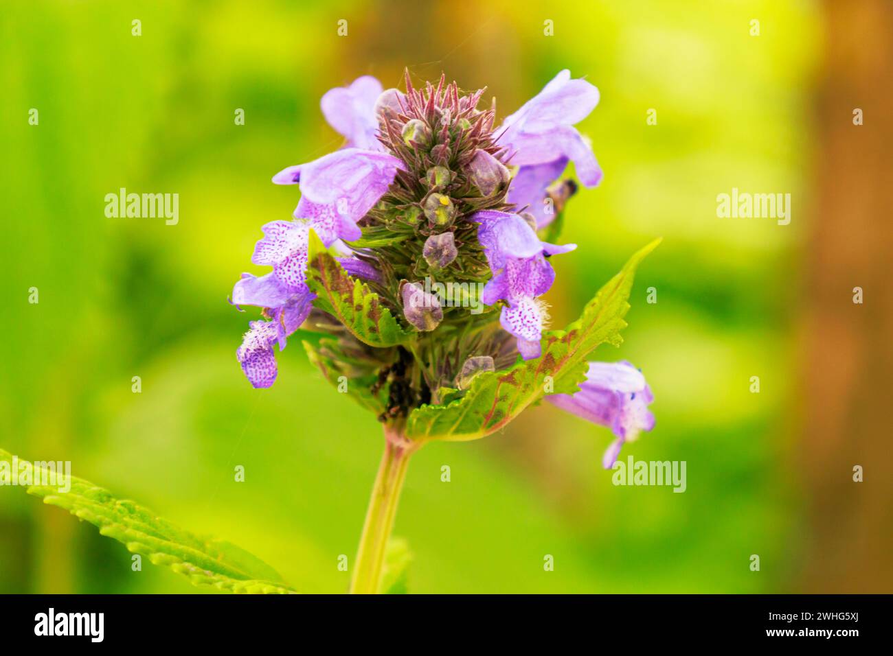 Wildflower colors hi-res stock photography and images - Alamy