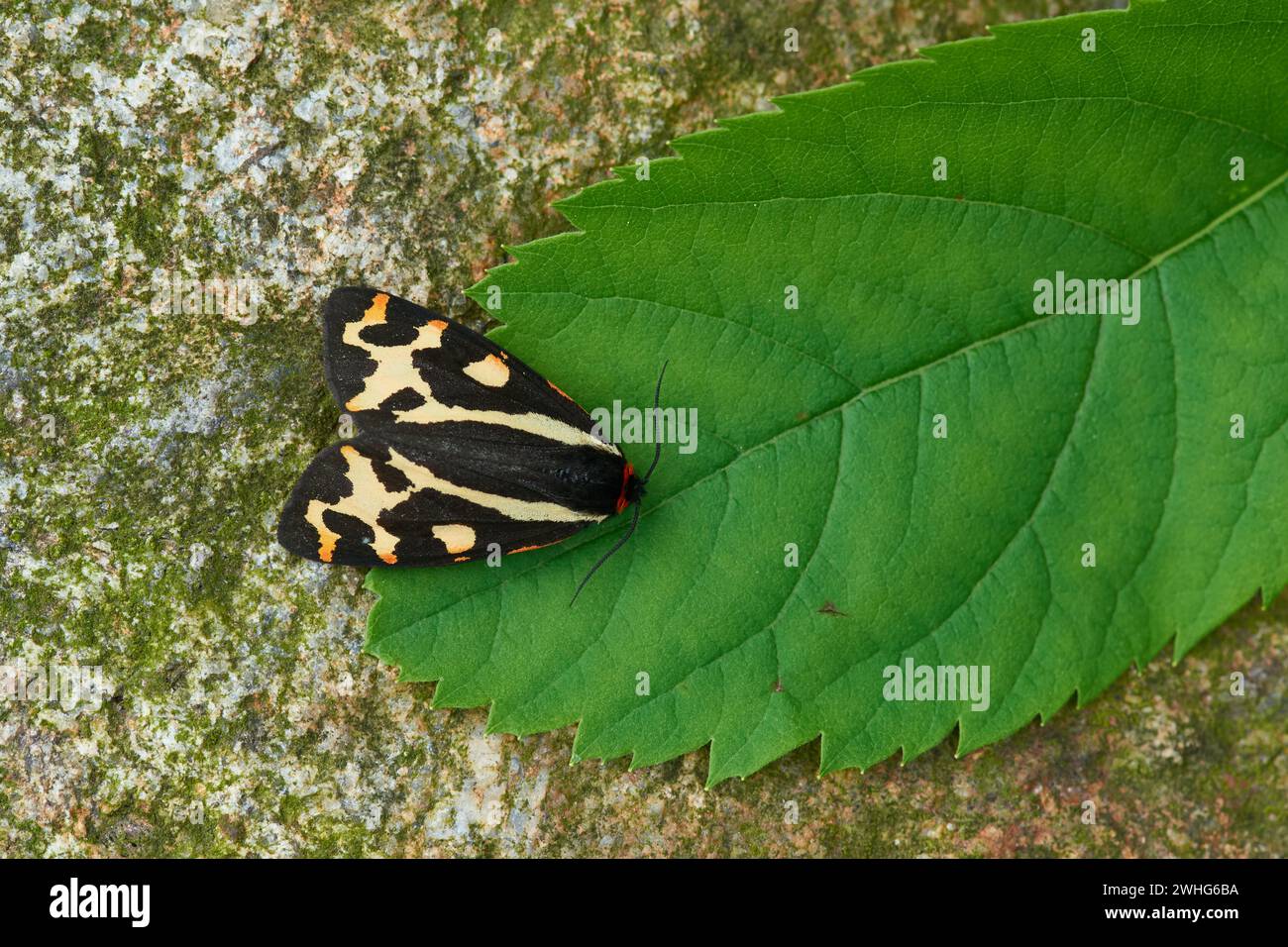 Arctia plantaginis, the wood tiger Stock Photo - Alamy