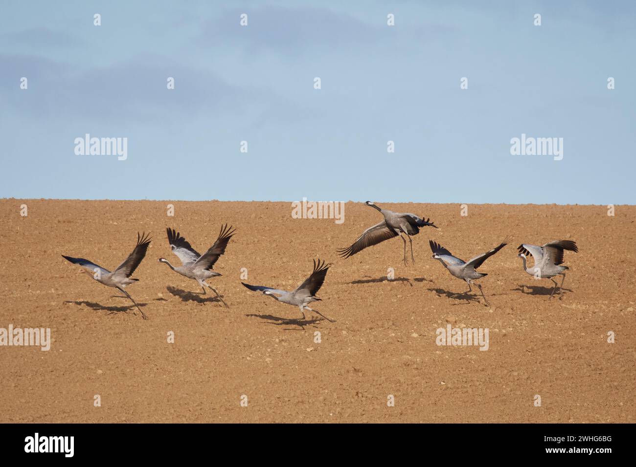 Common crane grus flocks hi-res stock photography and images - Alamy