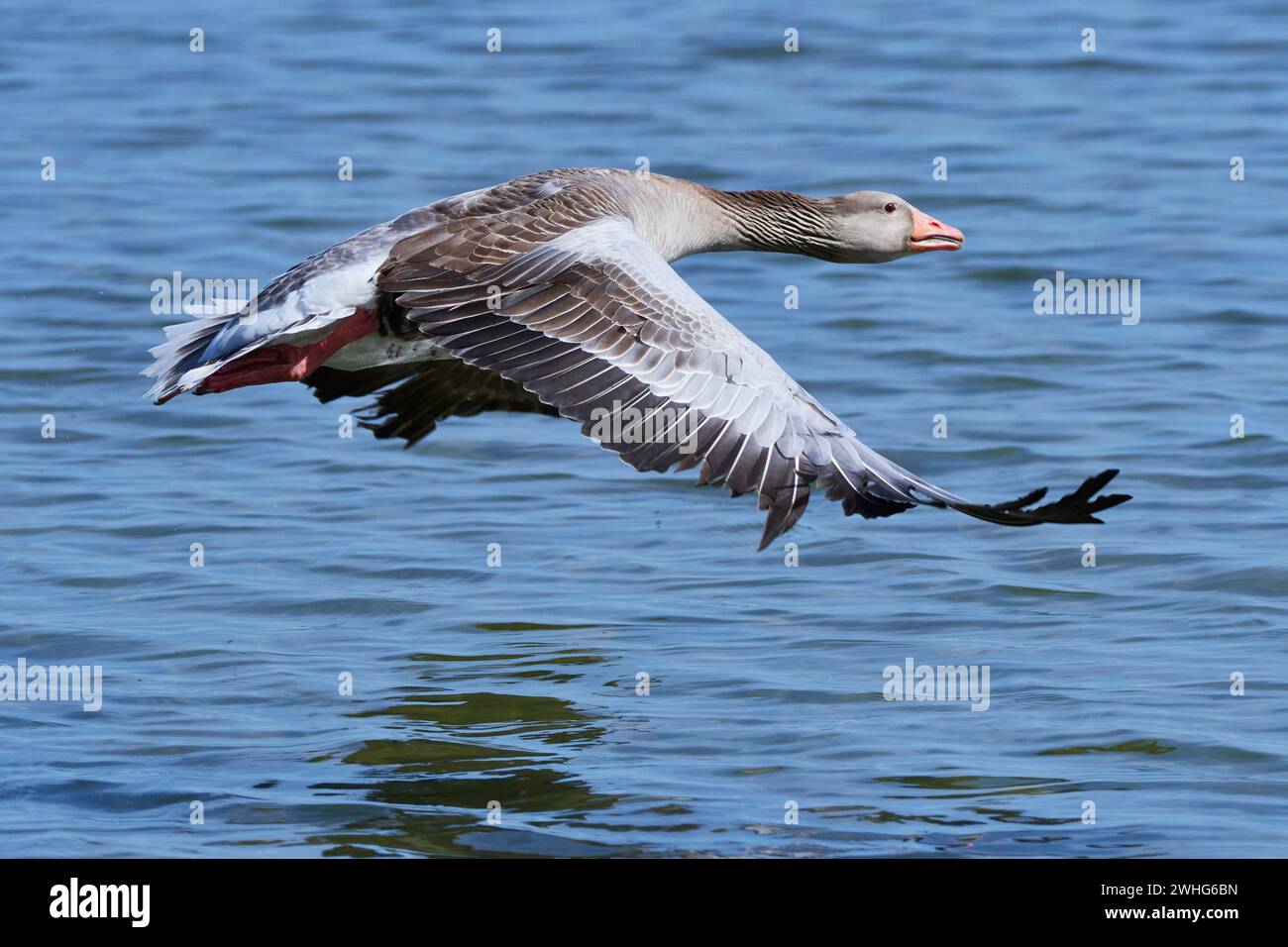 Bird flight water hi-res stock photography and images - Alamy