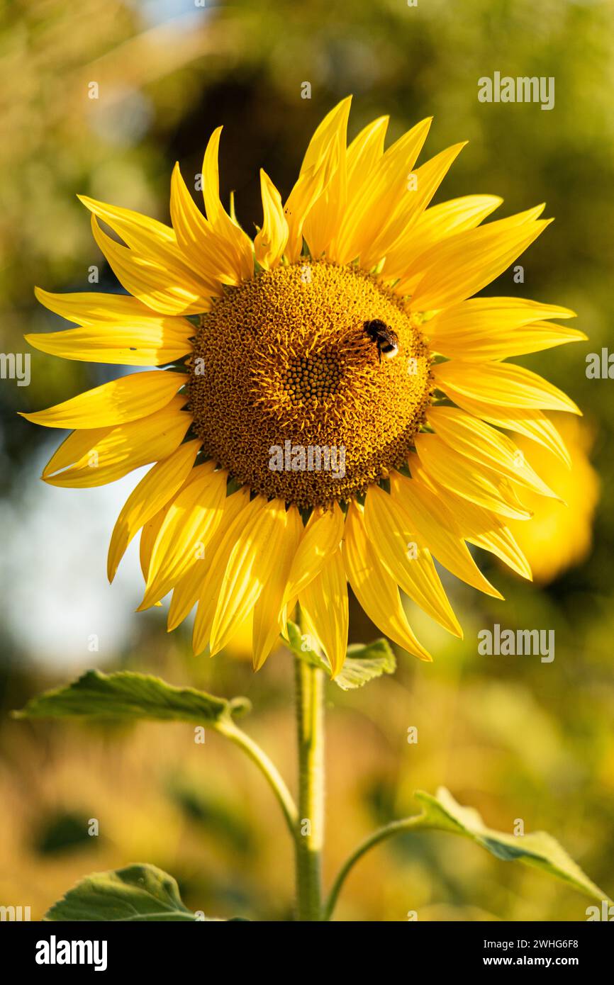Single sunflower in golden light Stock Photo - Alamy