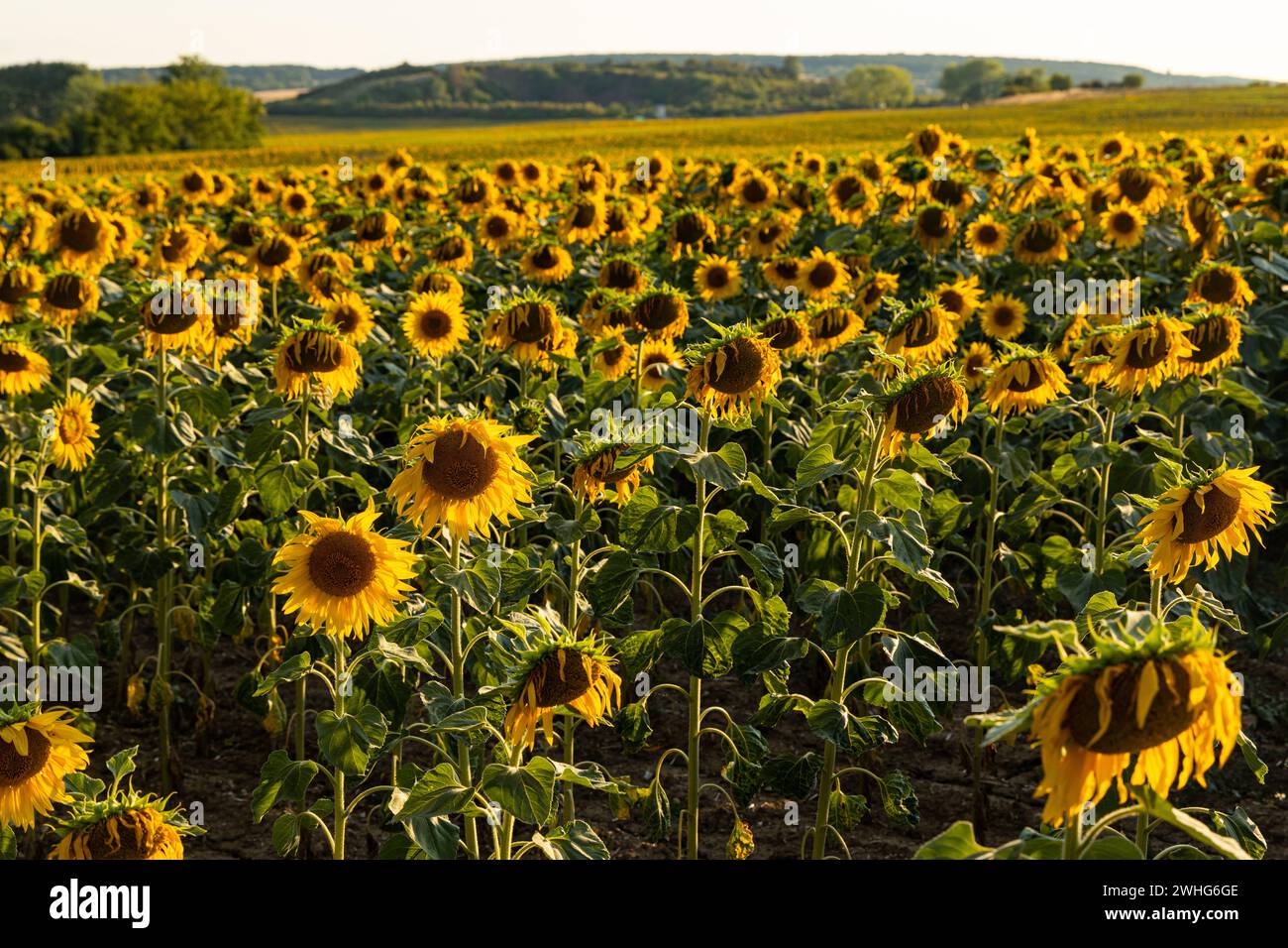 Nice sunflower field hi-res stock photography and images - Alamy