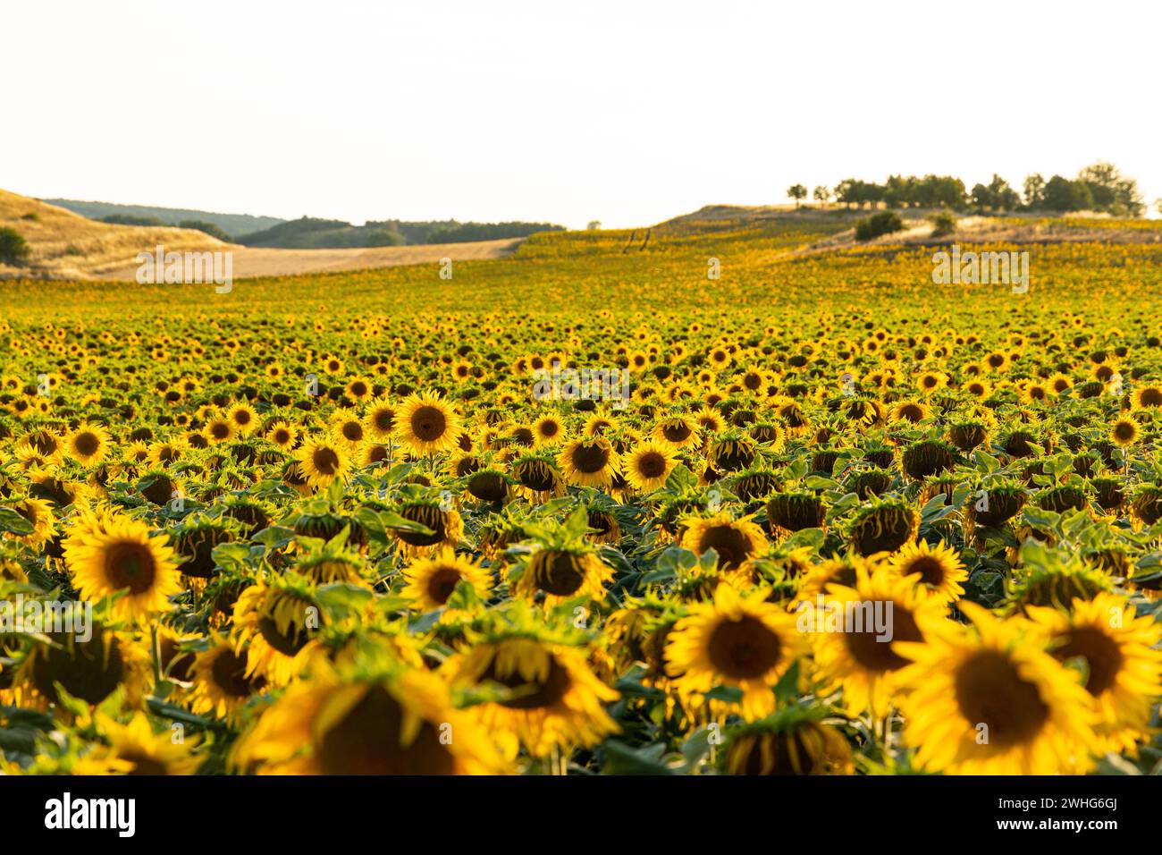 Sunflower farm landscape hi-res stock photography and images - Alamy