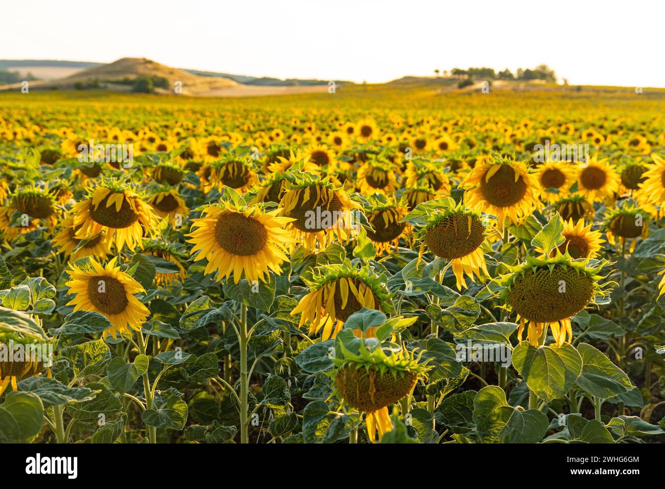 Sunflower range hi-res stock photography and images - Alamy