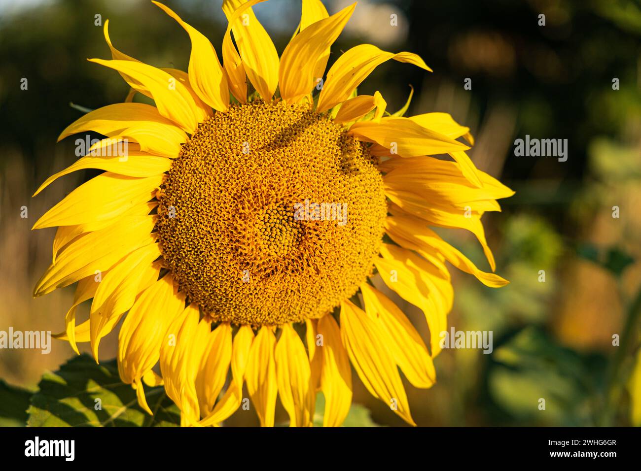 Single sunflower in golden light Stock Photo - Alamy
