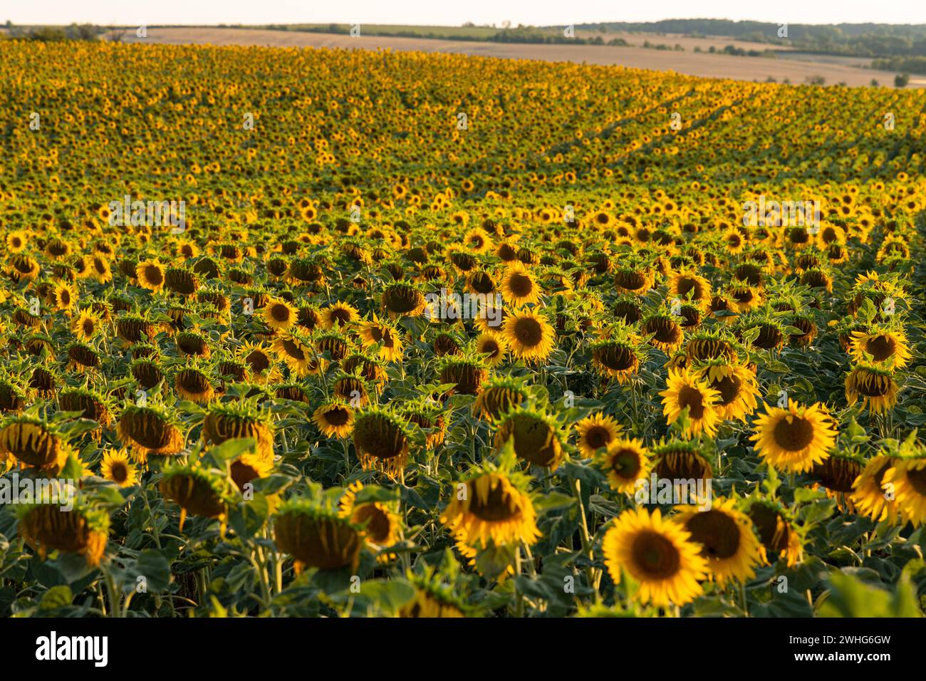 Sunflower range hi-res stock photography and images - Alamy