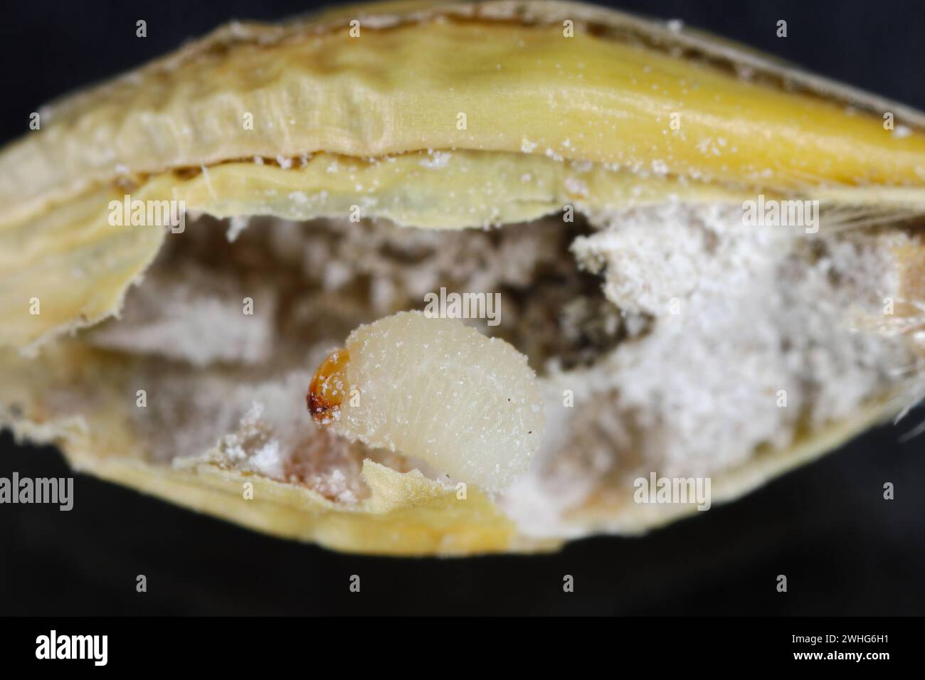 Granary Weevil (Sitophilus granarius) also called Grain or Wheat Weevil ...