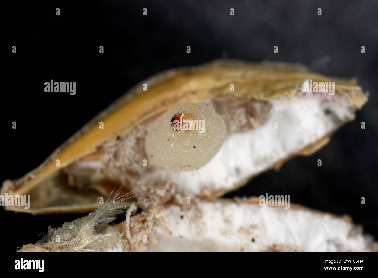 Granary Weevil (Sitophilus granarius) also called Grain or Wheat Weevil ...