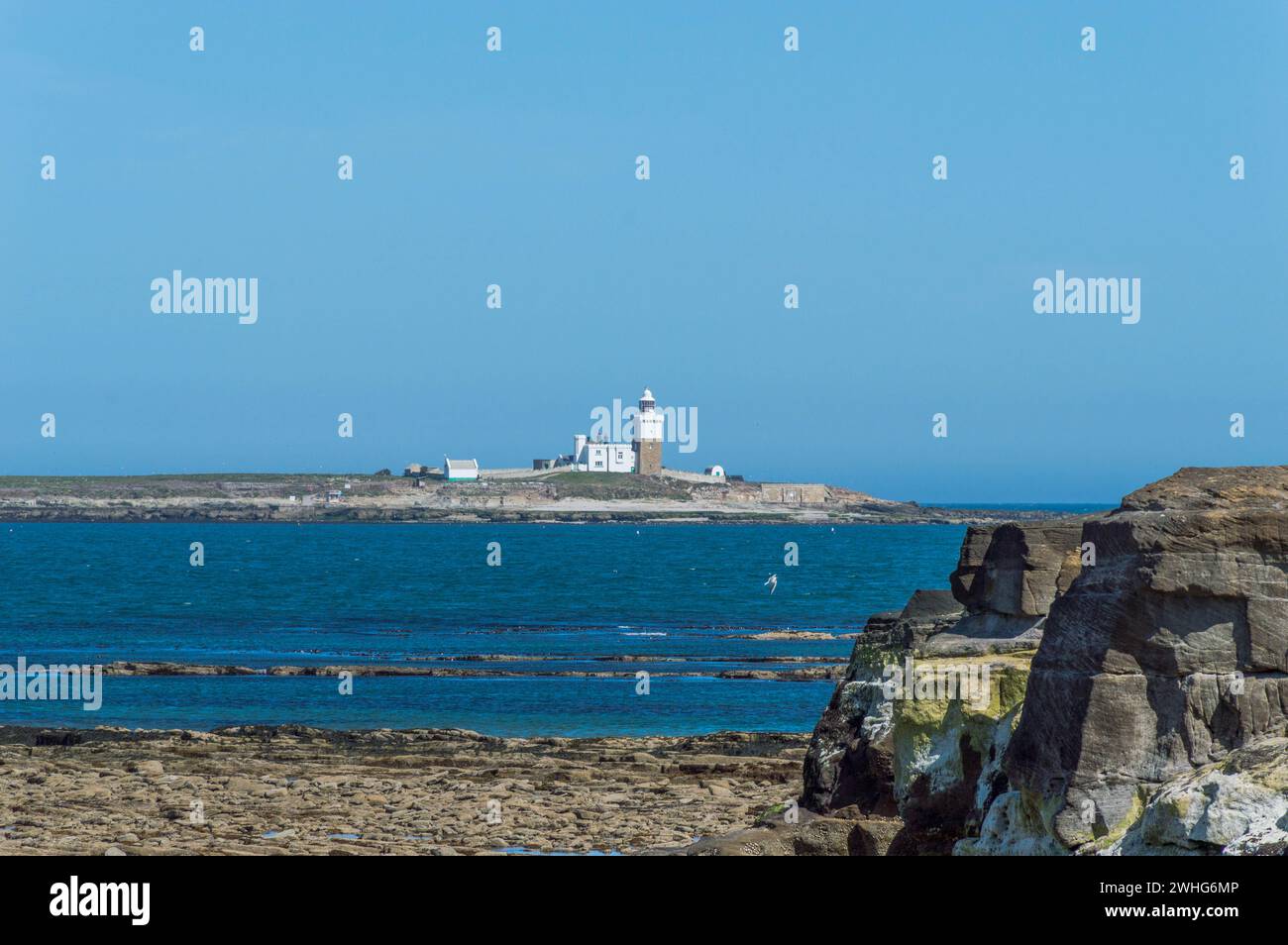 Coquet island birds hi-res stock photography and images - Alamy
