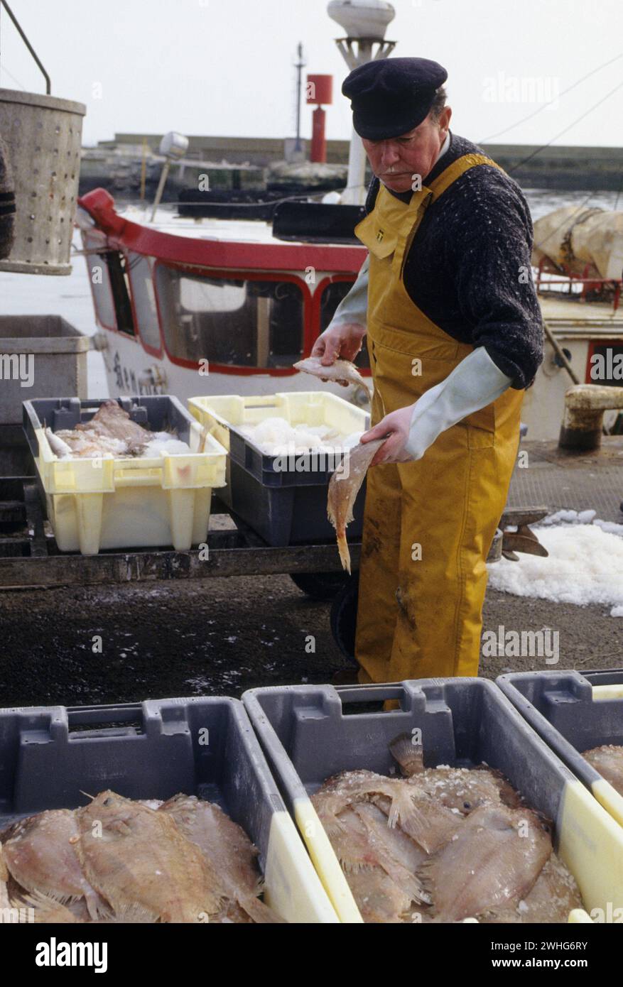 Tri poisson hi-res stock photography and images - Alamy