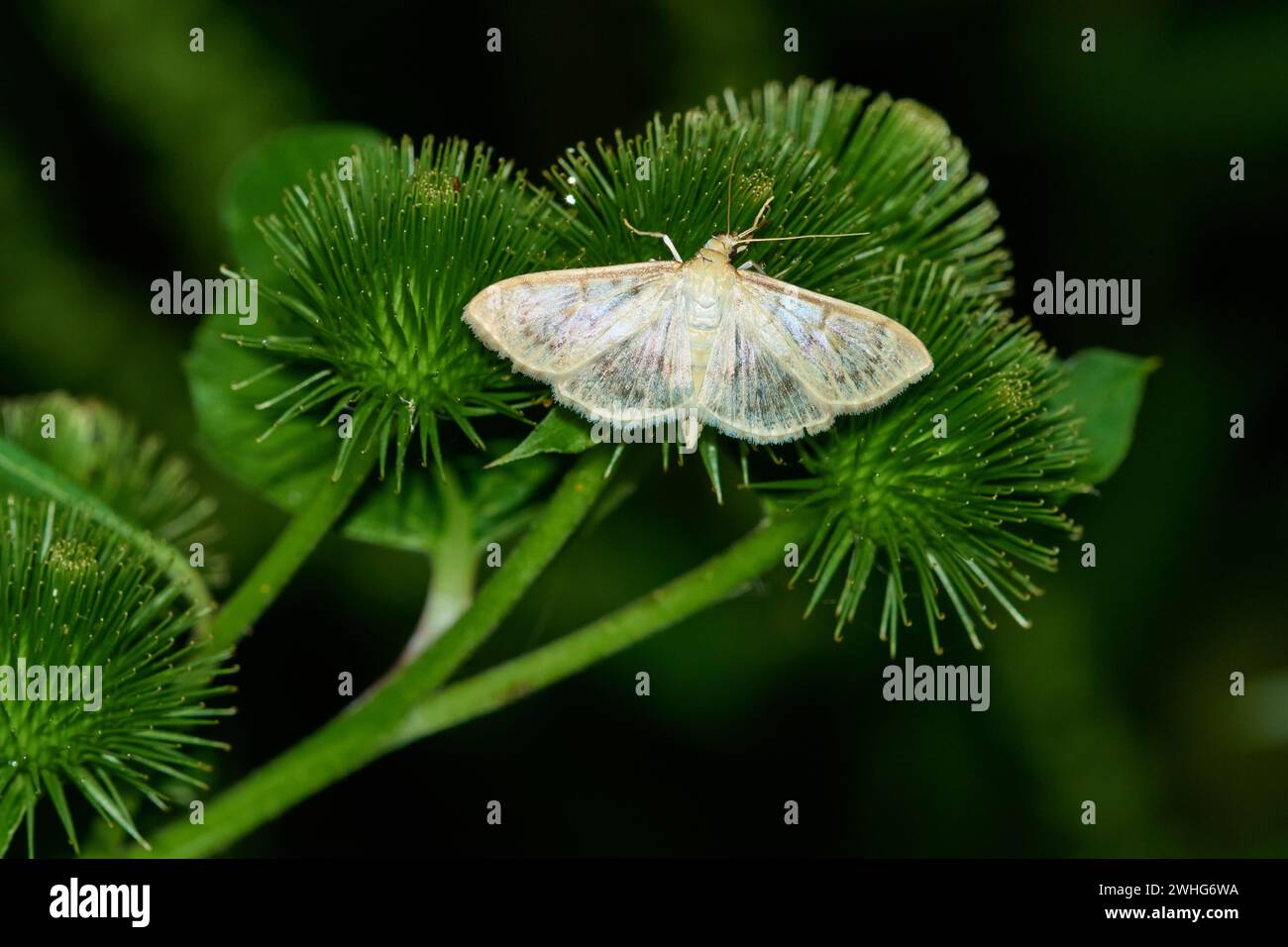 Patania ruralis, the mother of pearl moth Stock Photo - Alamy