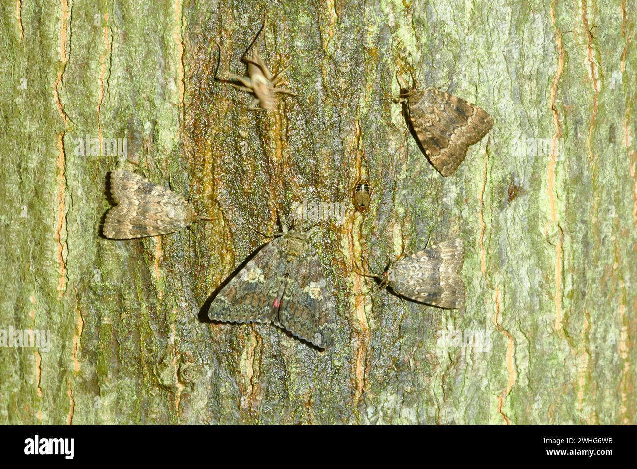 Dark crimson underwing and Copper underwing Stock Photo - Alamy