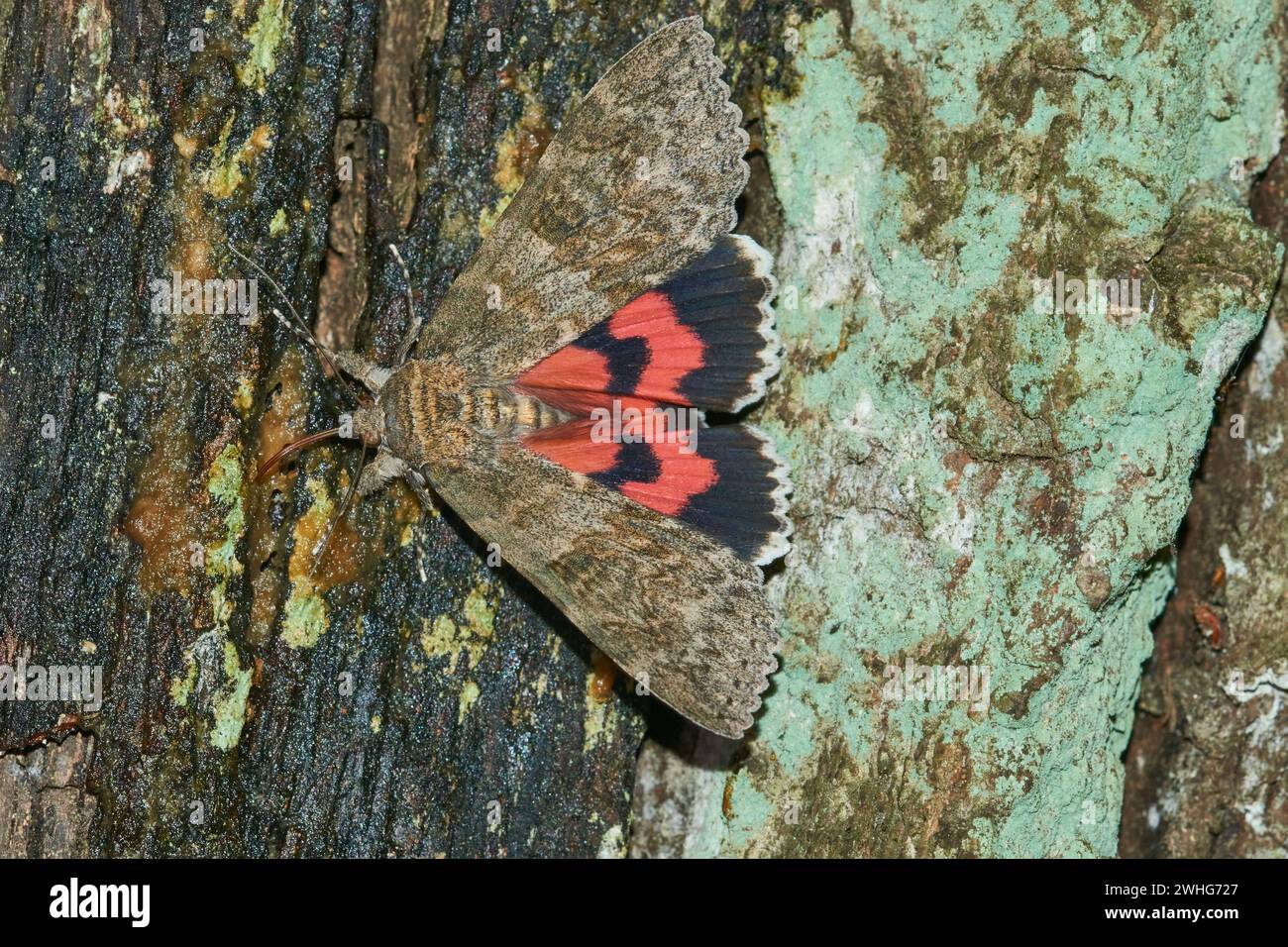 Red underwing moth hi-res stock photography and images - Alamy