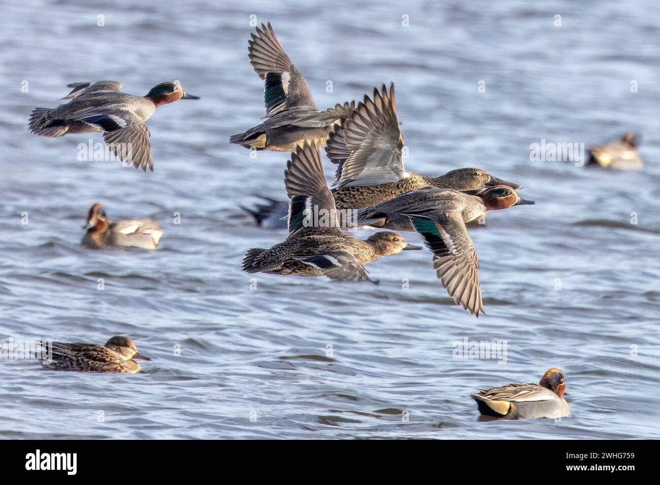 Flying teal uk winter hi-res stock photography and images - Alamy