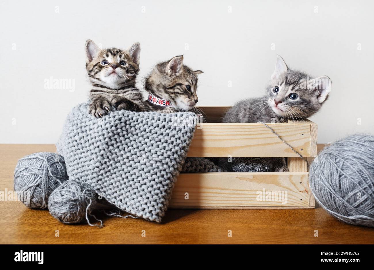 Three cute kittens Stock Photo - Alamy
