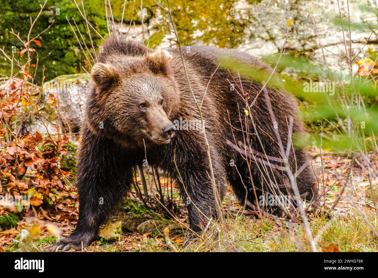 Brown bear (Ursus arctos arctos), outdoor in the National Park Bavarian ...