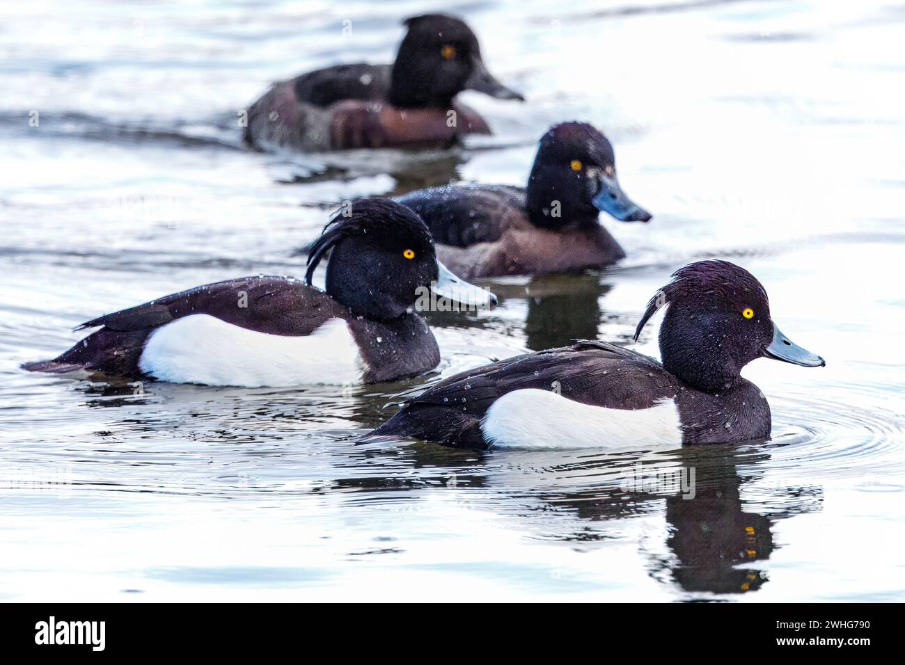 Tufted Duck, male and female, Blashford Lakes Nature Reserve, Hampshire ...