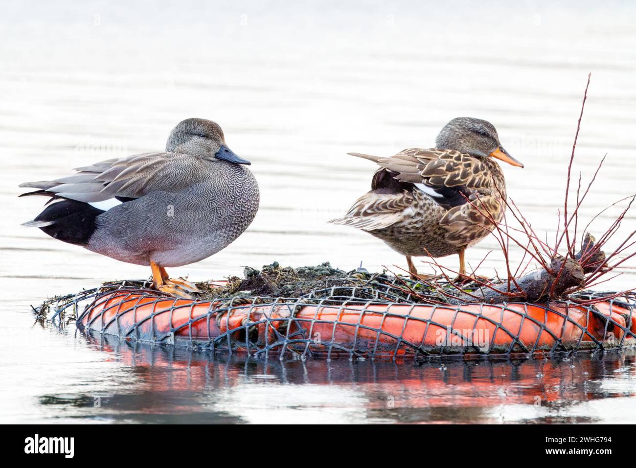 Gadwall, male and female, resting on an artificial platform, Blashford ...