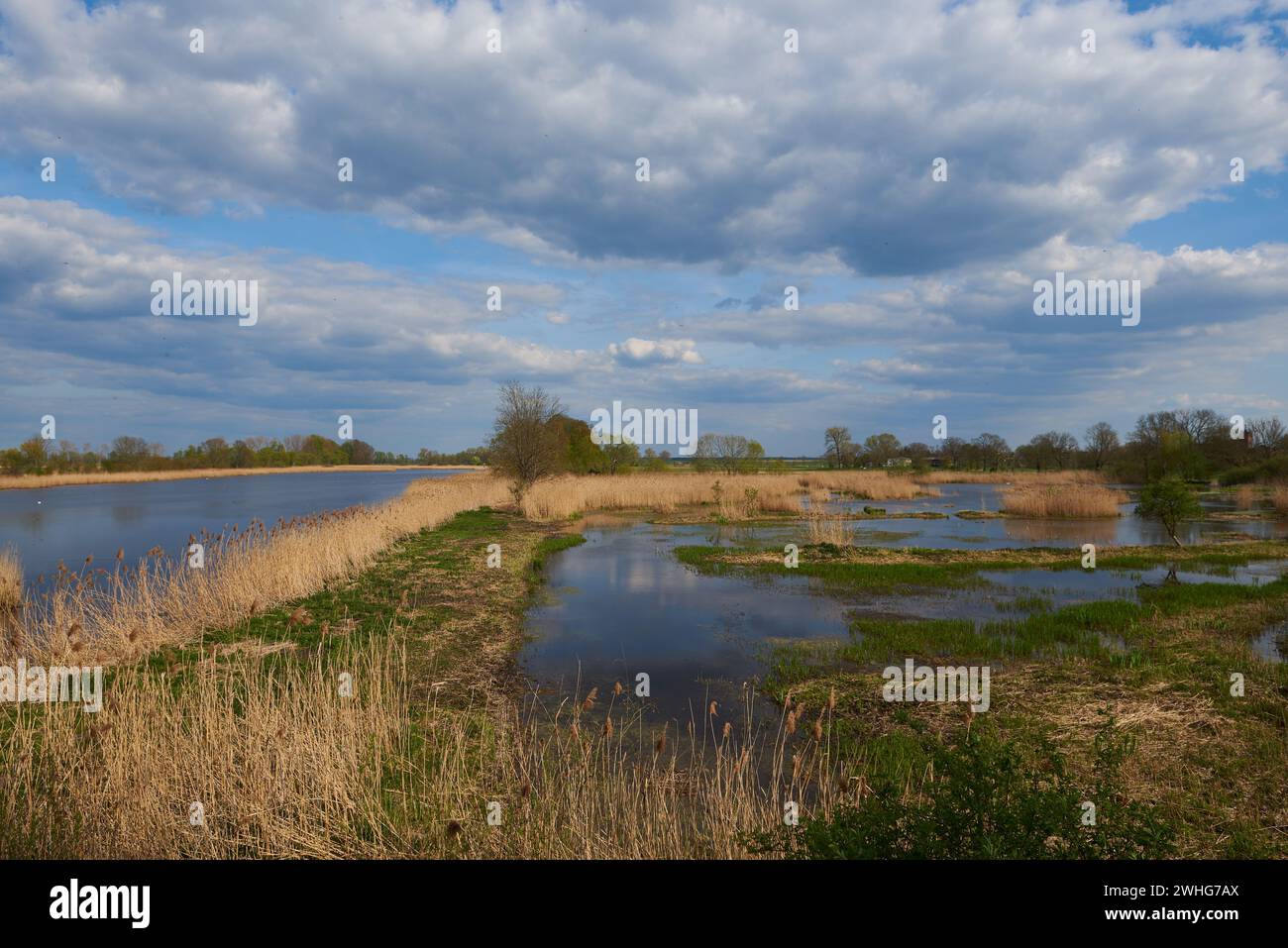 Teichland linum hi-res stock photography and images - Alamy