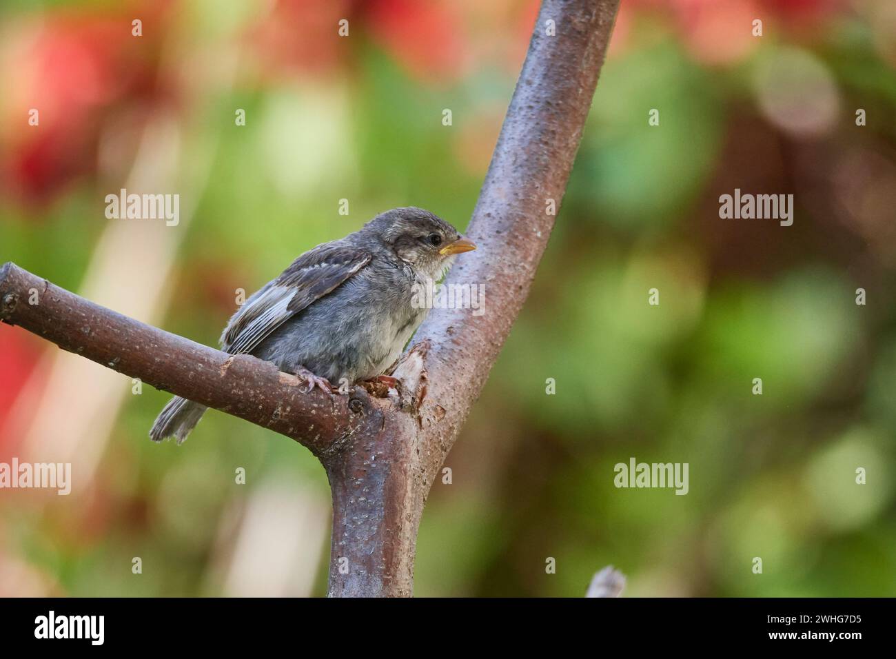 Feeding young sparrow hi-res stock photography and images - Alamy