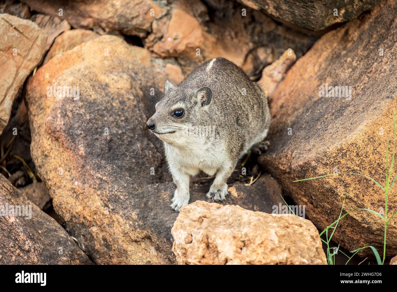 Rock hyrax paw hi-res stock photography and images - Alamy
