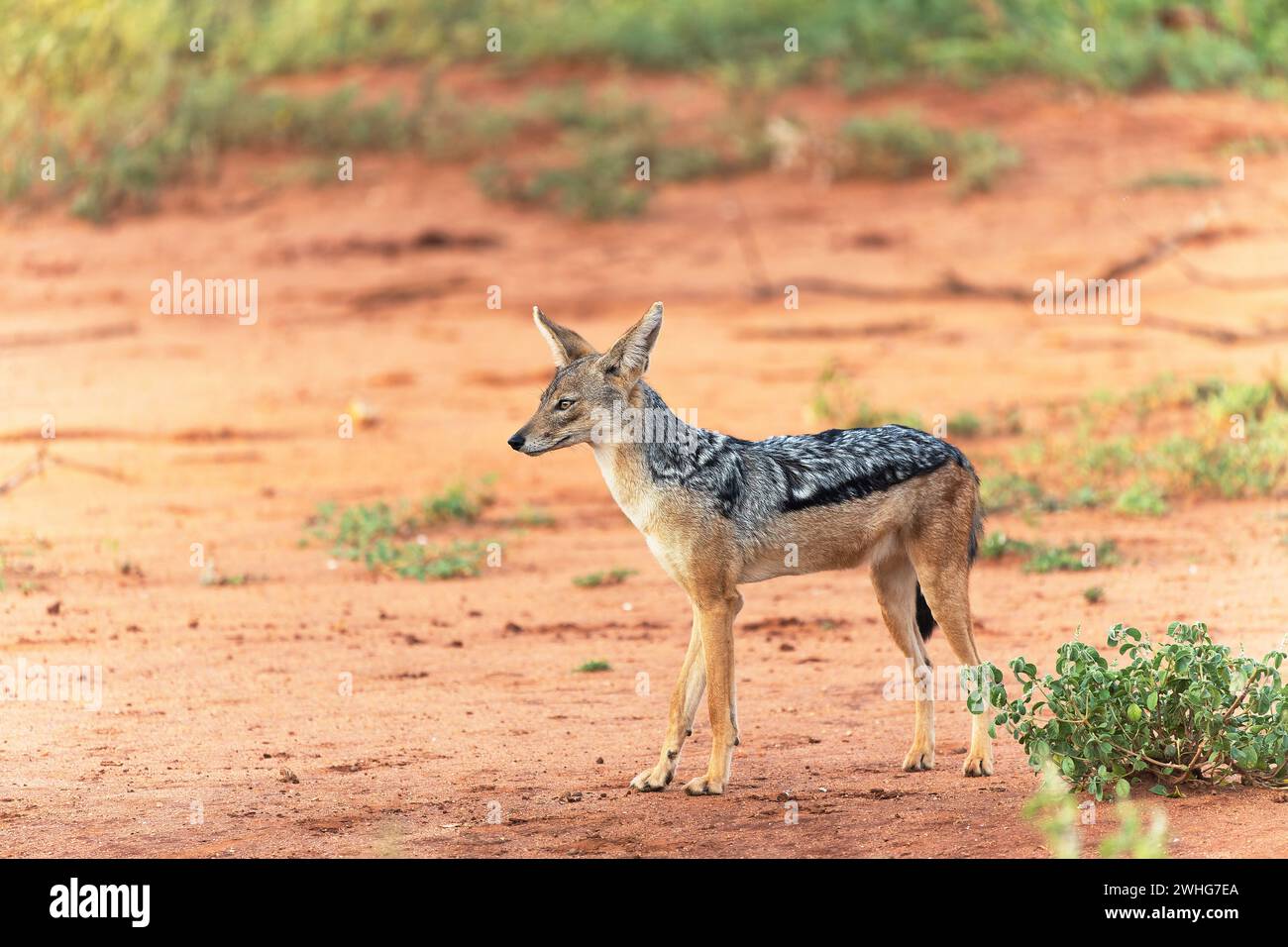 Black back jakal hi-res stock photography and images - Alamy