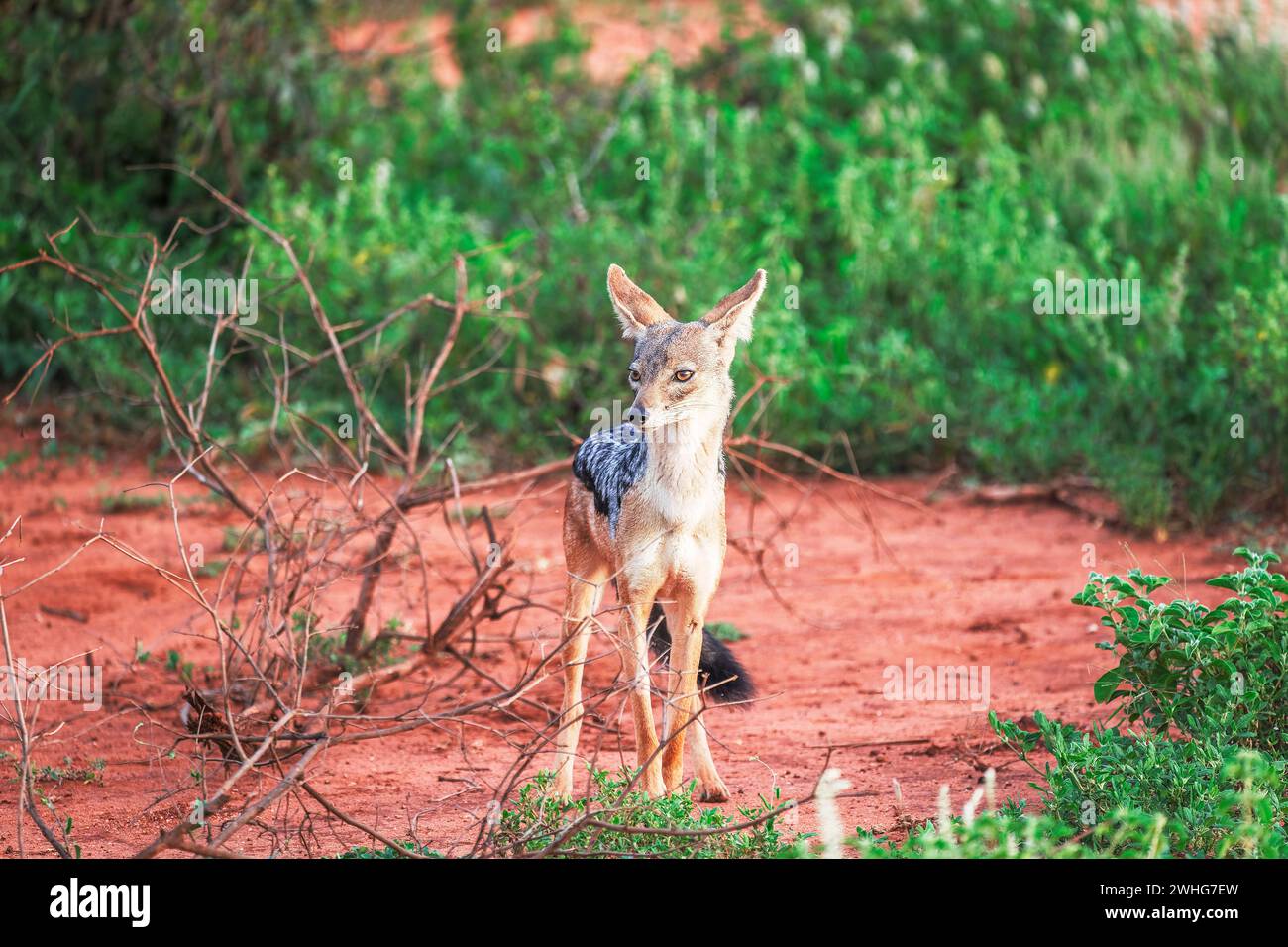Black back jakal hi-res stock photography and images - Alamy