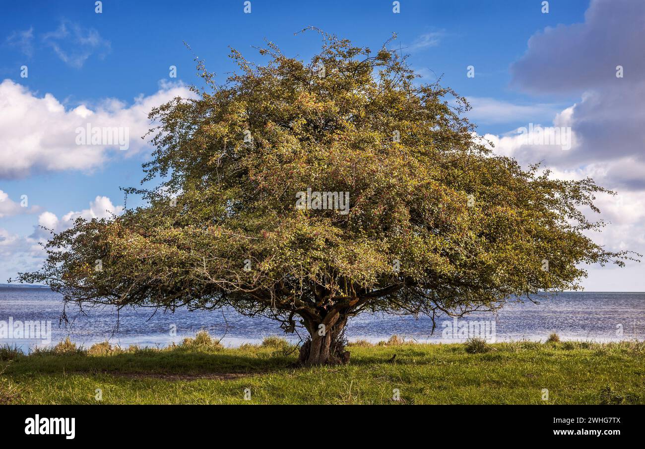 The tree at the Bodden Stock Photo - Alamy
