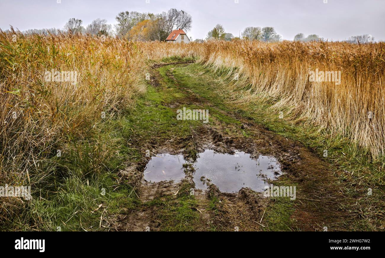 The path through the reed Stock Photo - Alamy