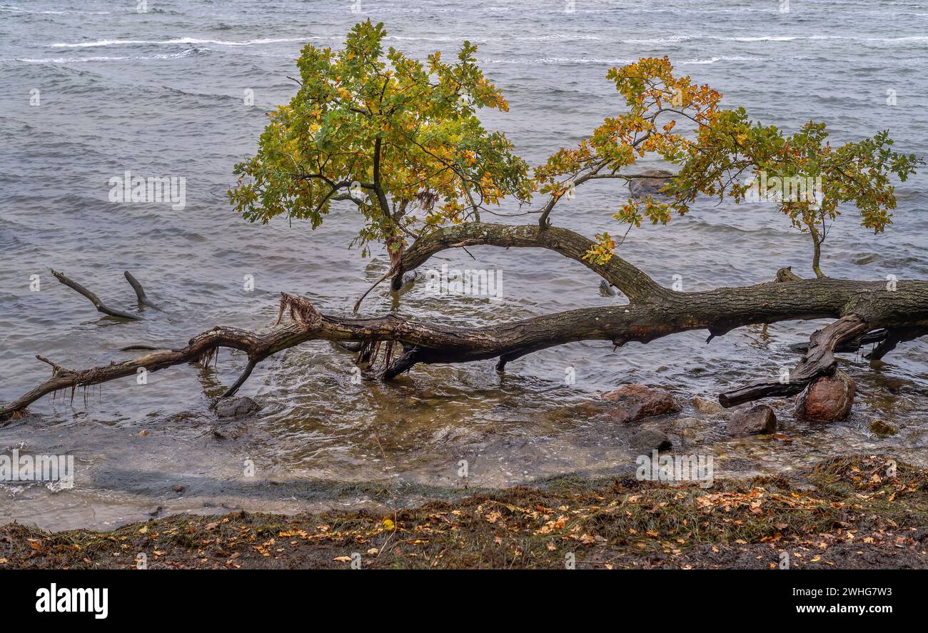 The tree in the water Stock Photo - Alamy