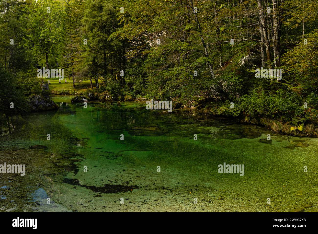 Sava bohinjka river near lake Bohinj in the Triglav national park in ...