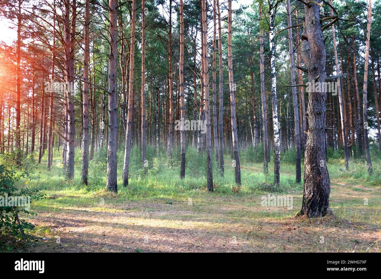 Pine forest in the early summer morning. Little fog. Russia Stock Photo ...