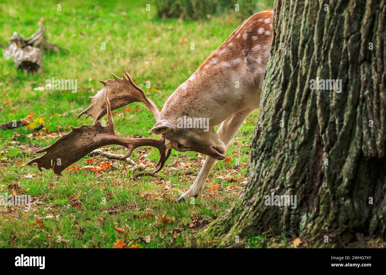 Deer antler tree hi-res stock photography and images - Alamy