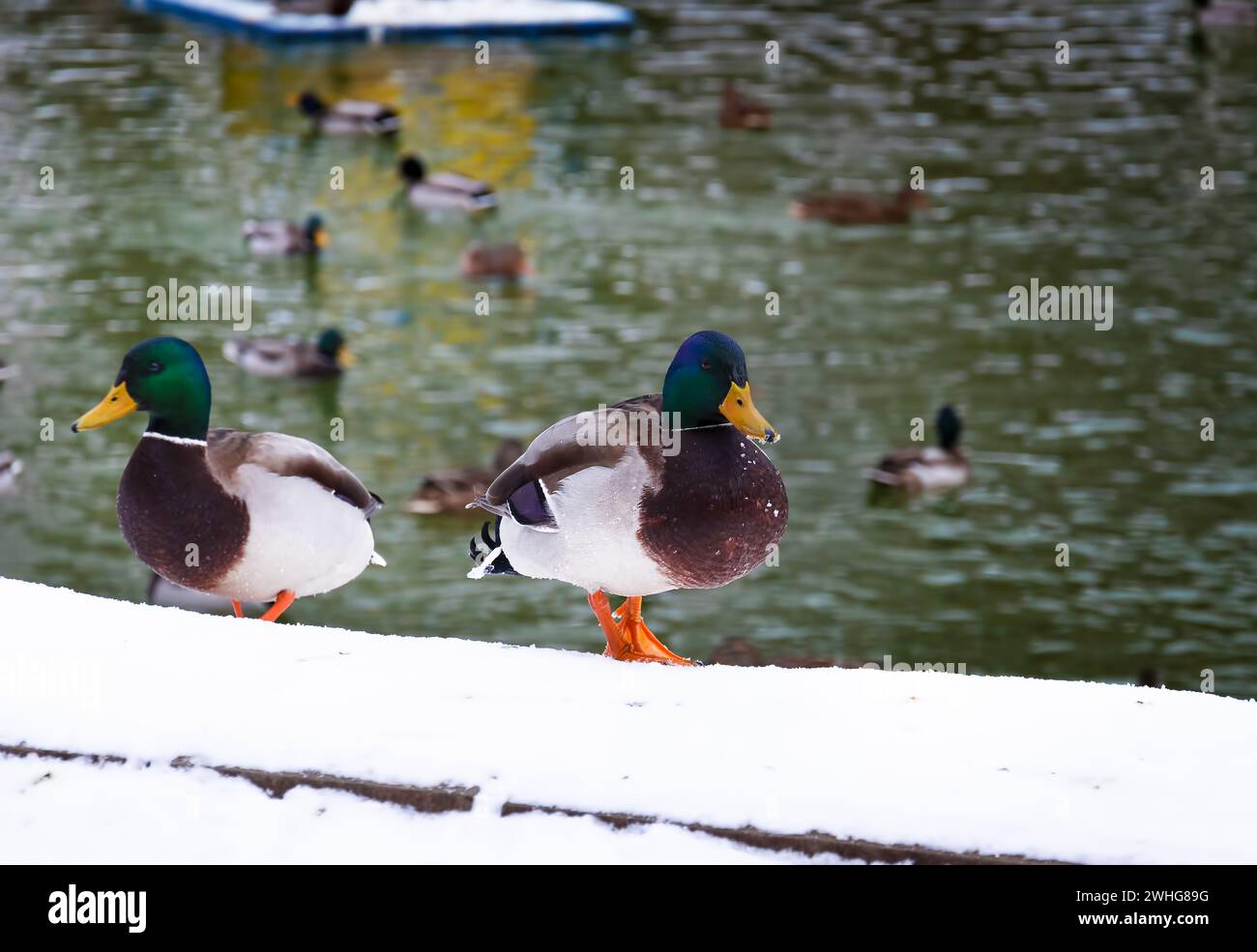 Mallard ducks sit on the snow in the city park. Great view of ducks ...