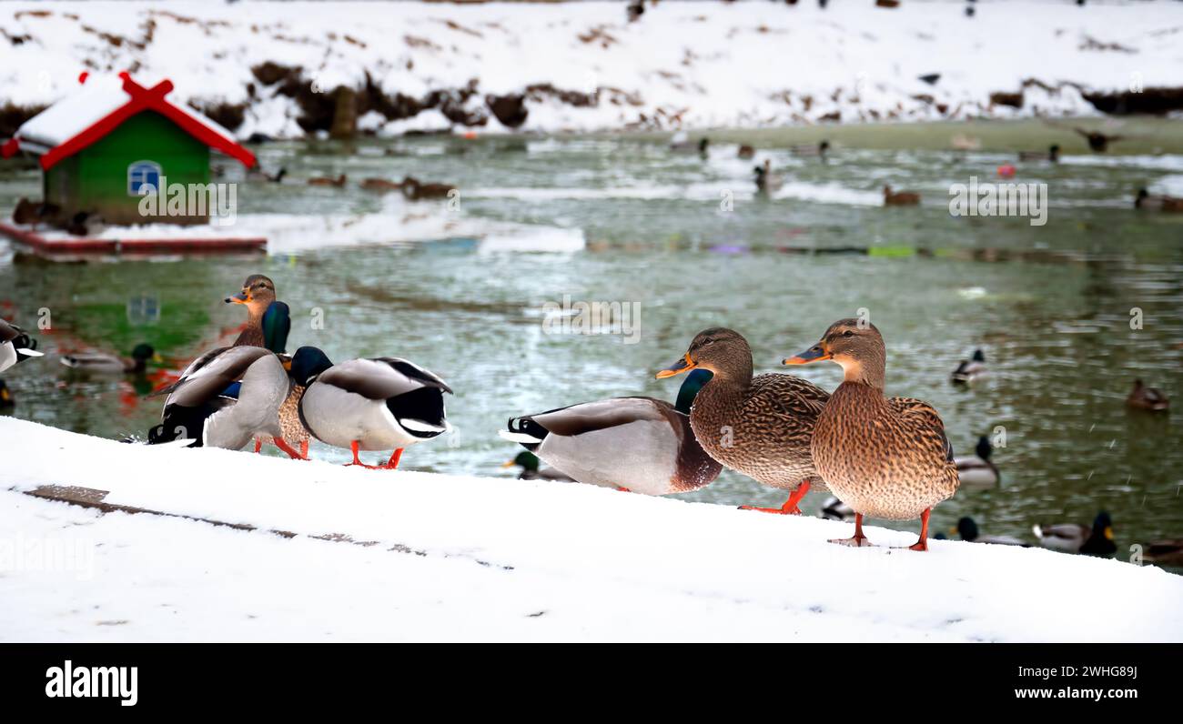 Mallards on frozen pond hi-res stock photography and images - Alamy