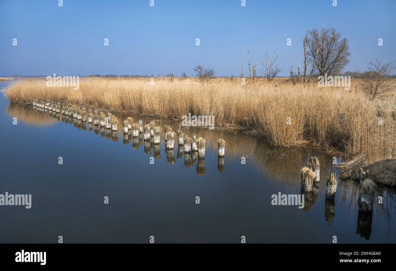 Groin groins hi-res stock photography and images - Alamy