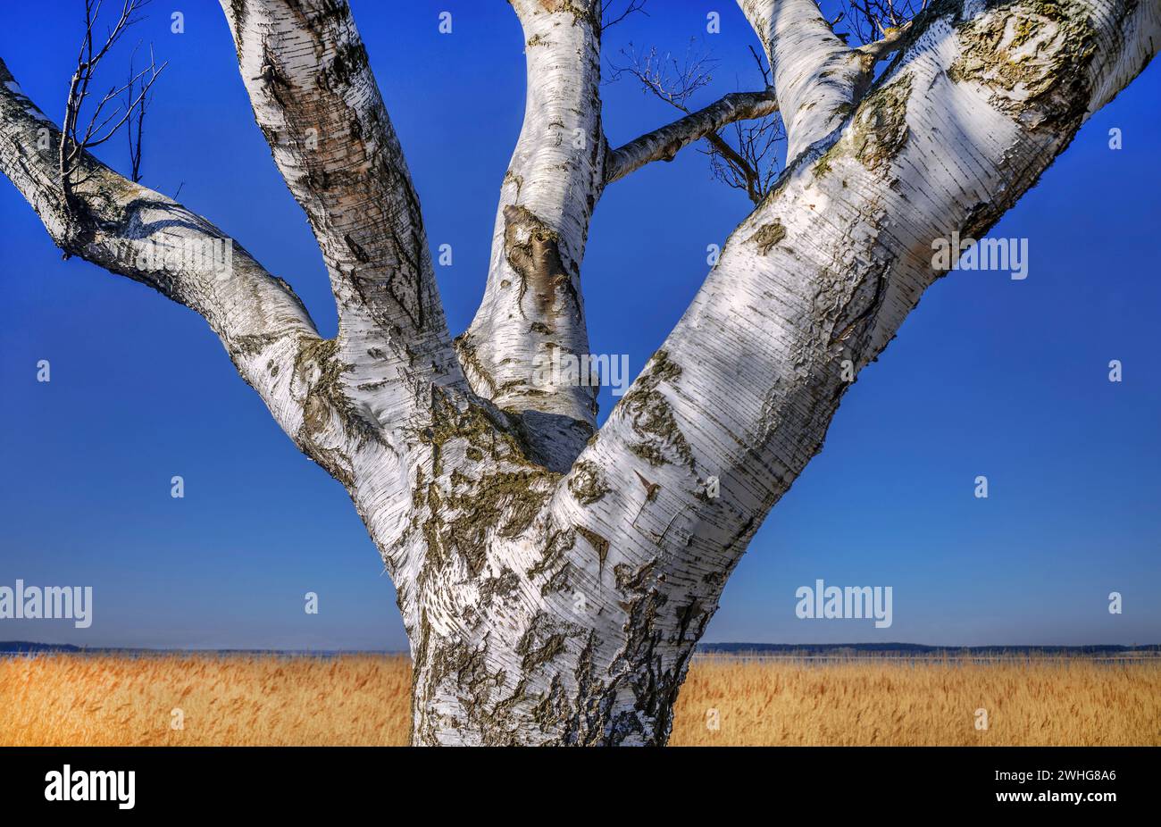 Trunk birch hi-res stock photography and images - Alamy