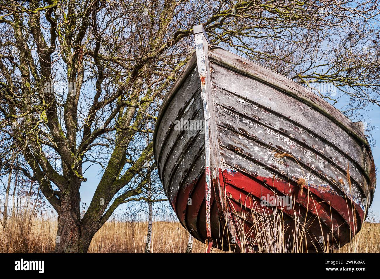 Tree of the vessels hi-res stock photography and images - Alamy
