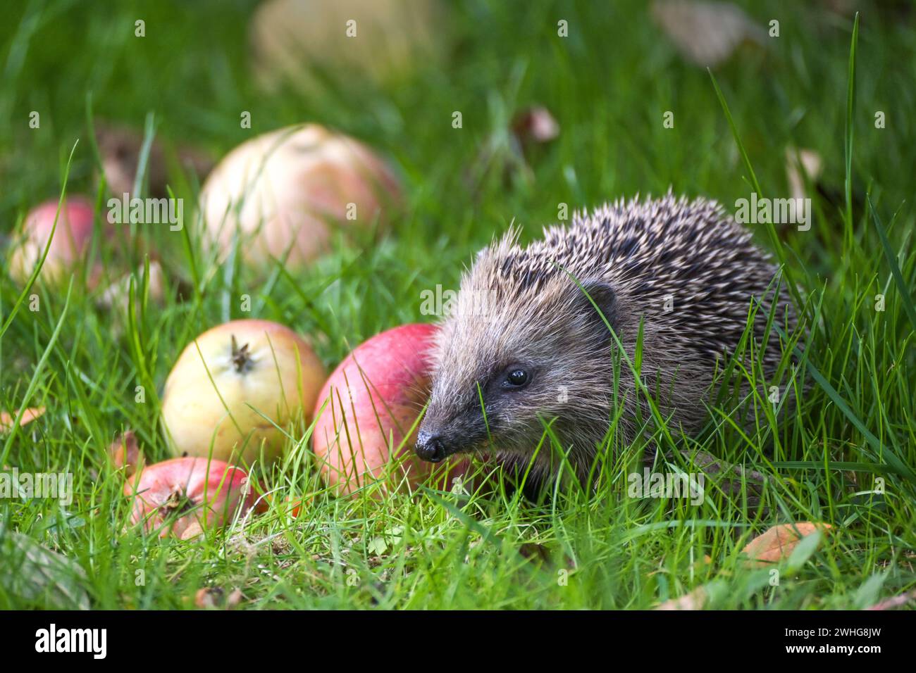 Hedgehog apples in green hi-res stock photography and images - Alamy