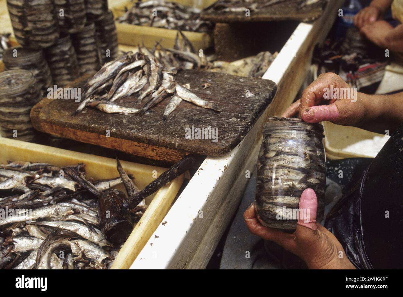 Peparation anchois de collioure Stock Photo - Alamy