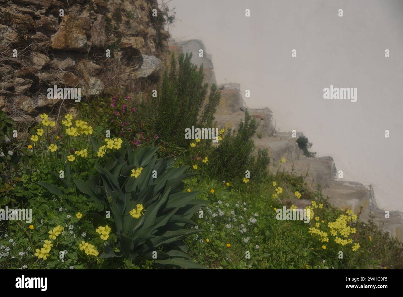 Wild, yellow spring flowers in the Sicily countryside Stock Photo - Alamy
